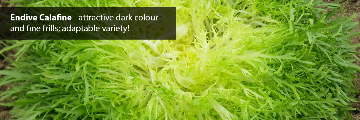 Conventional vegetables